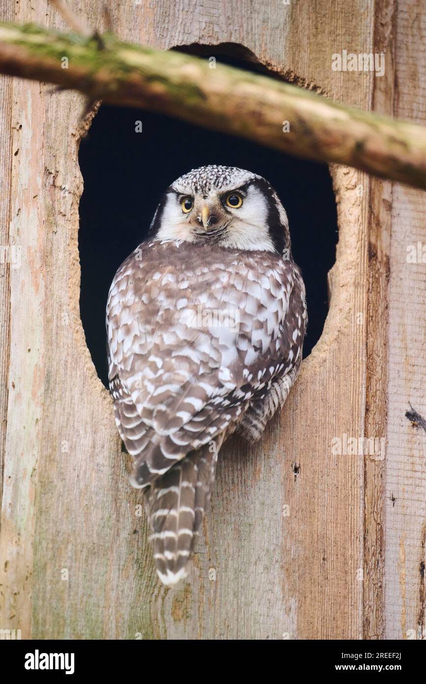 Boreal owl (Aegolius funereus) sit in front of a cave, captive, Germany ...