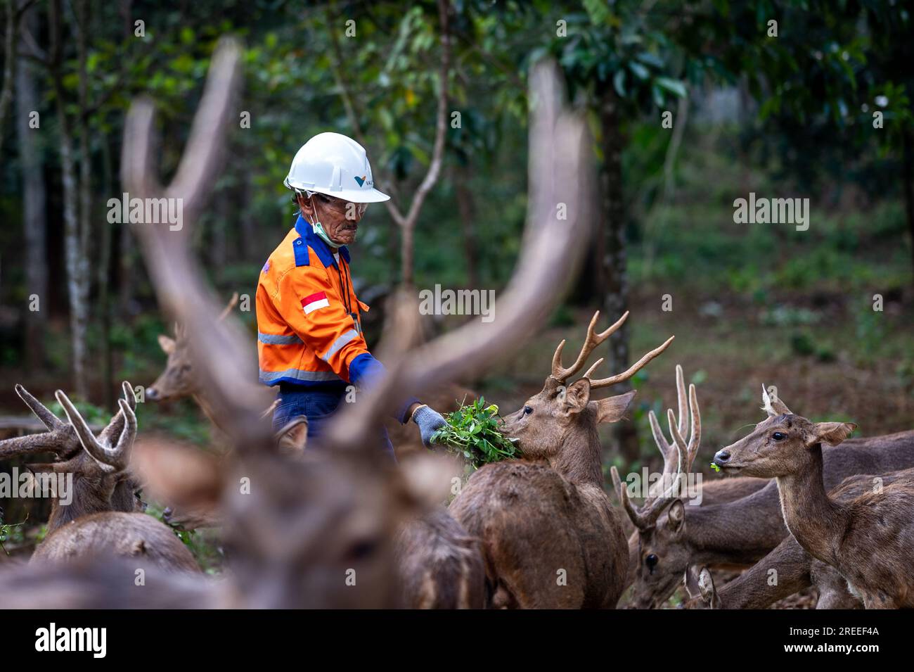 Soroako, Indonesia. 27th July, 2023. A worker feeds deer in a deer ...