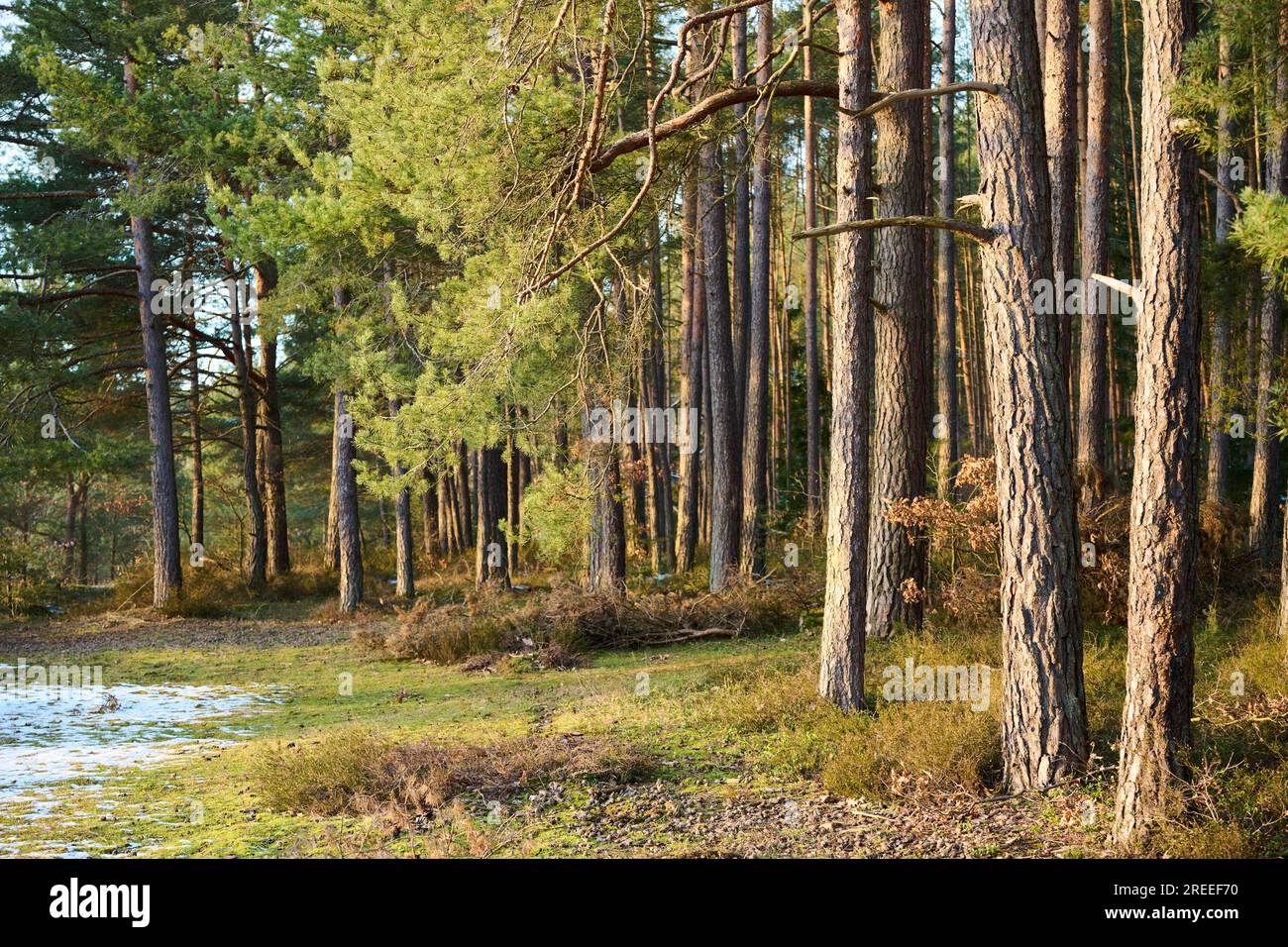 Scots pine (Pinus sylvestris) tree trunks, forest, detail, Upper ...