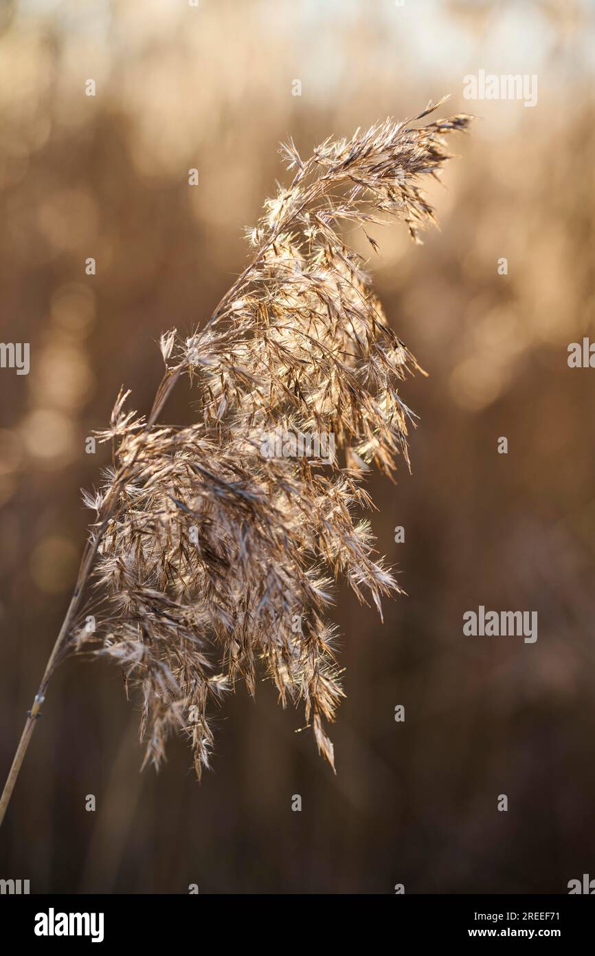 Common reed (Phragmites australis) seeds, detail, Upper Palatinate ...