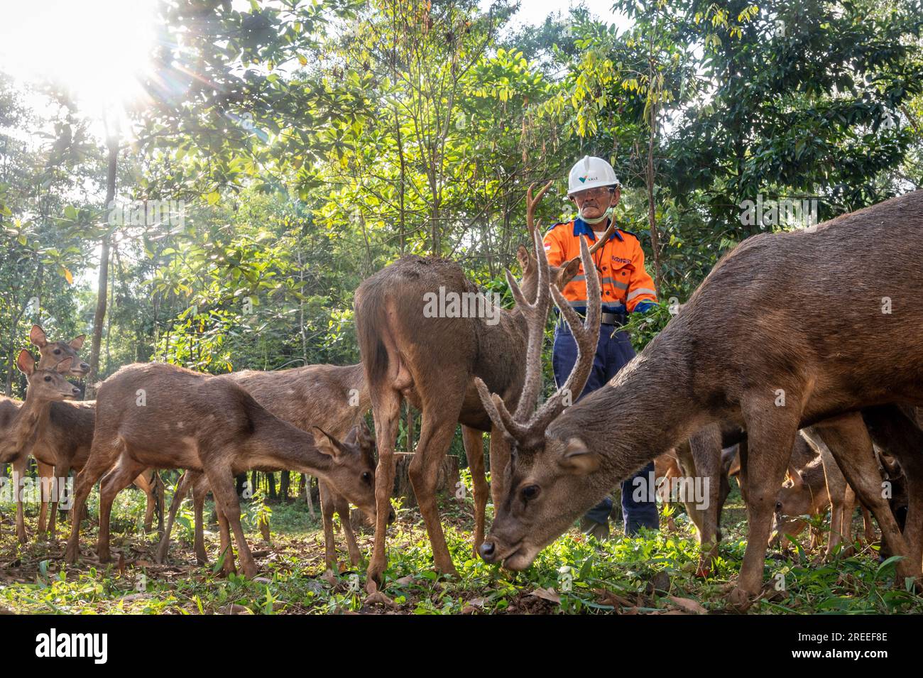 Soroako, Indonesia. 27th July, 2023. A worker feeds deer in a deer ...