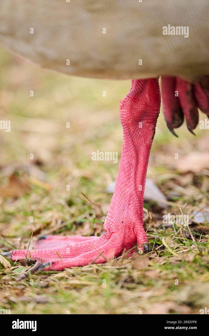 Feet detail hi-res stock photography and images - Alamy