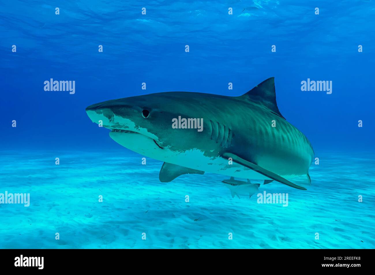 Tiger shark (Galeocerdo cuvier) with fishing hook in mouth, Tiger beach ...