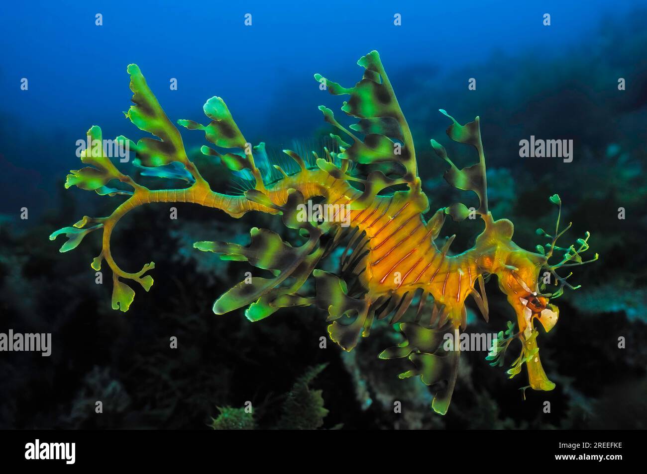 Ragfish (Phycodurus eques), Kangaroo Island, Pacific Ocean, South ...