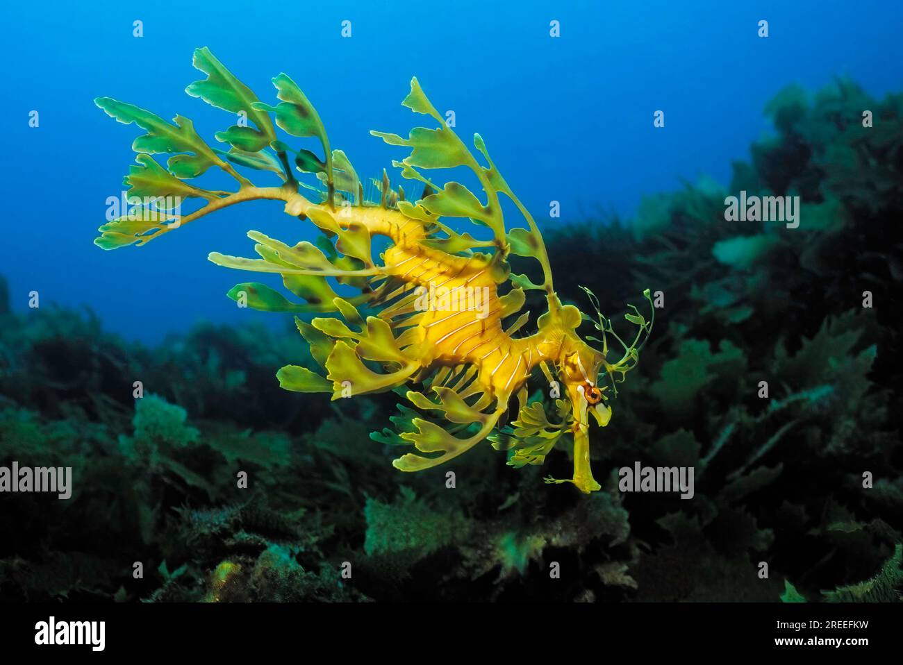 Ragfish (Phycodurus eques), Kangaroo Island, Pacific Ocean, South ...