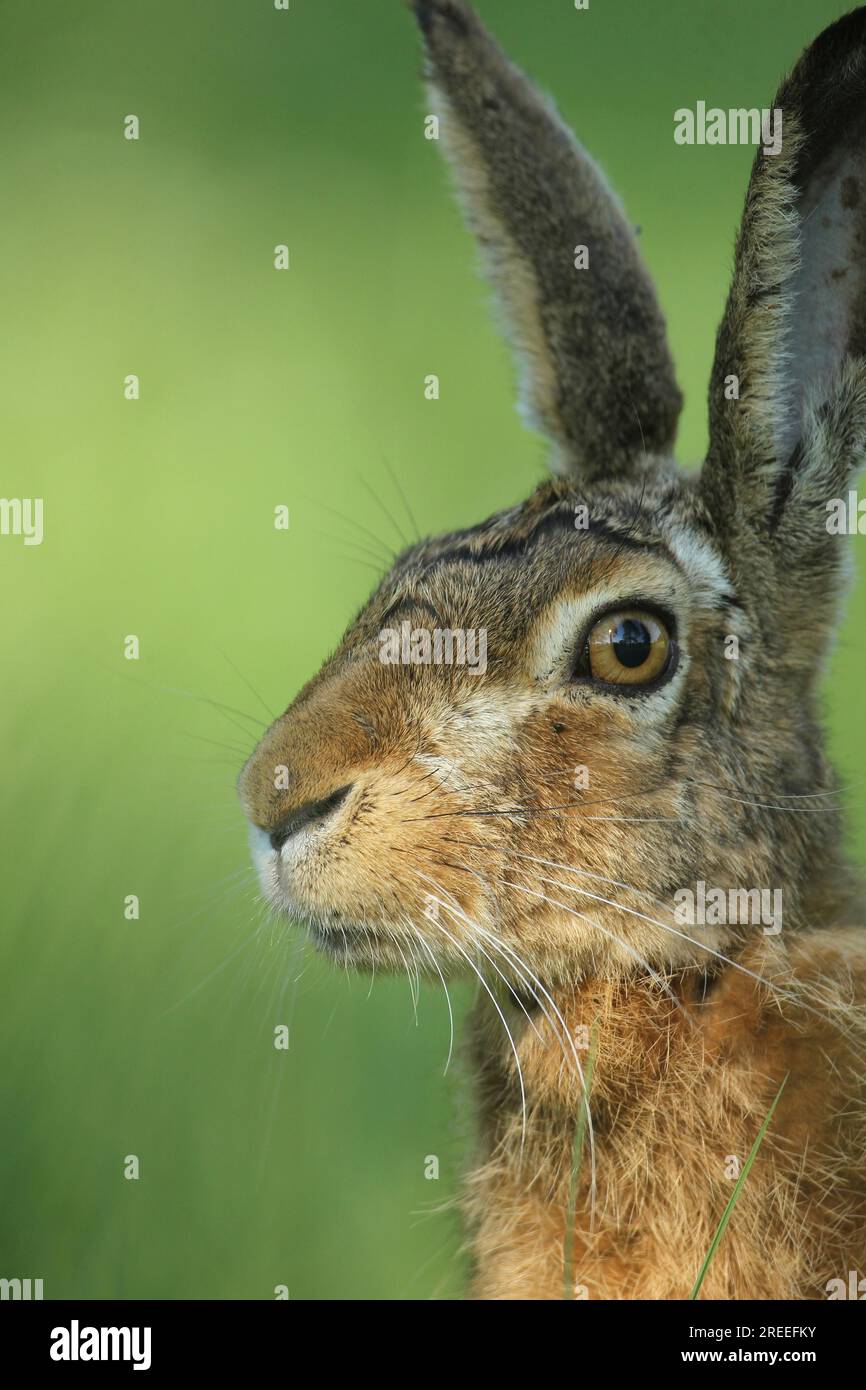 European hare (Lepus europaeus) portrait, Allgaeu, Bavaria, Germany ...