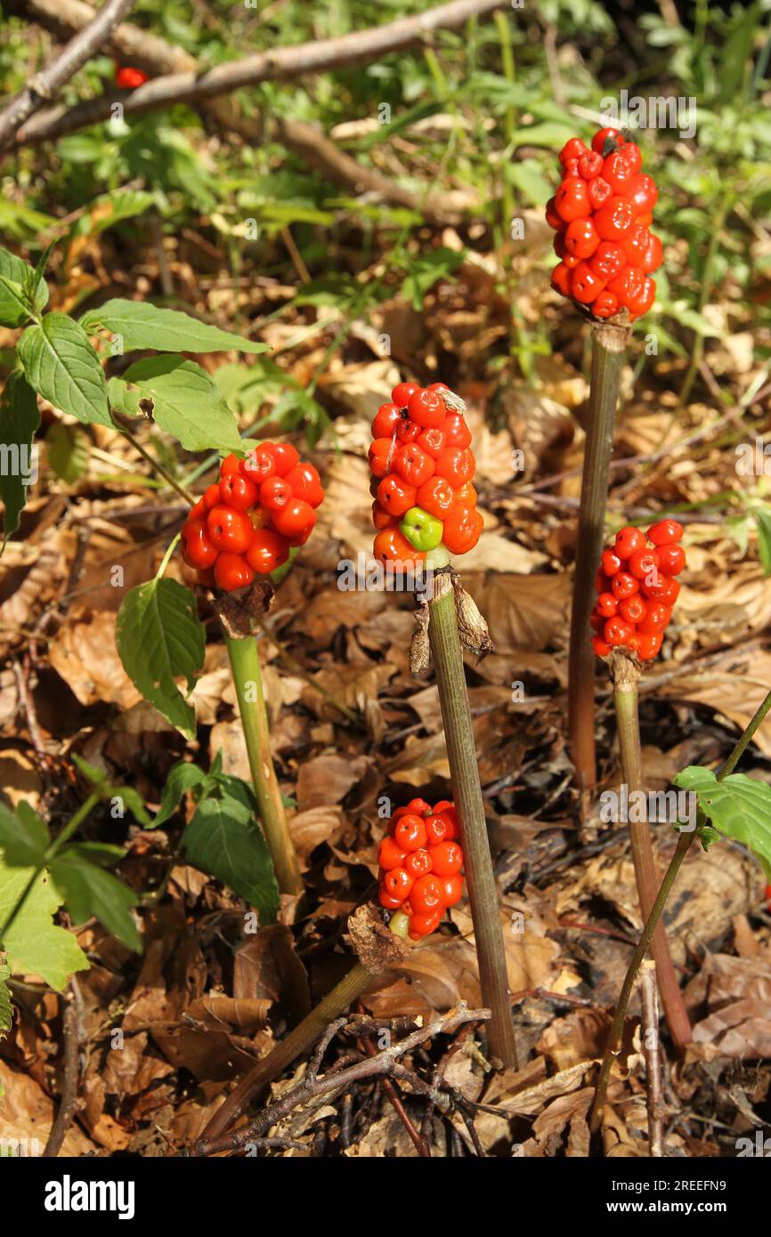 Common arum (Arum maculatum) ripe fruits, Allgaeu, Bavaria, Germany ...