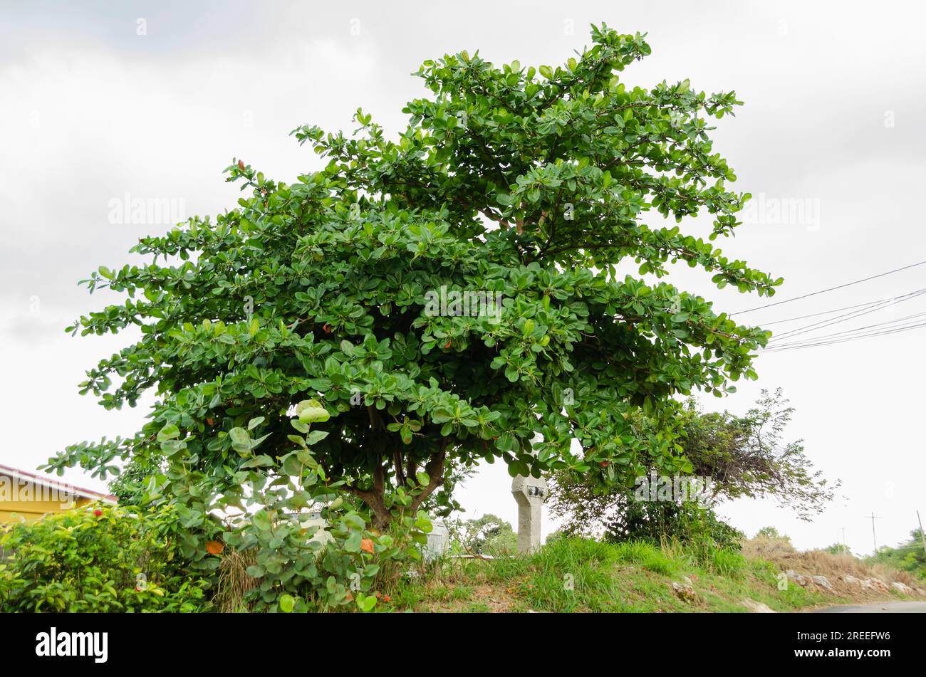 Malabar island hi-res stock photography and images - Alamy