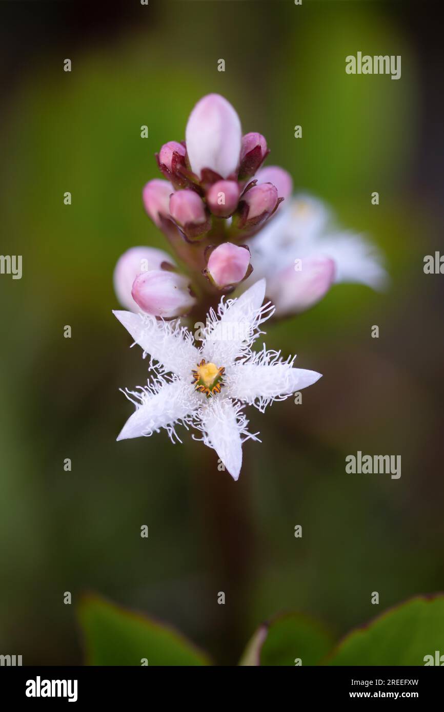 Bog bean (Menyanthes trifoliata), flower from above in close-up and ...