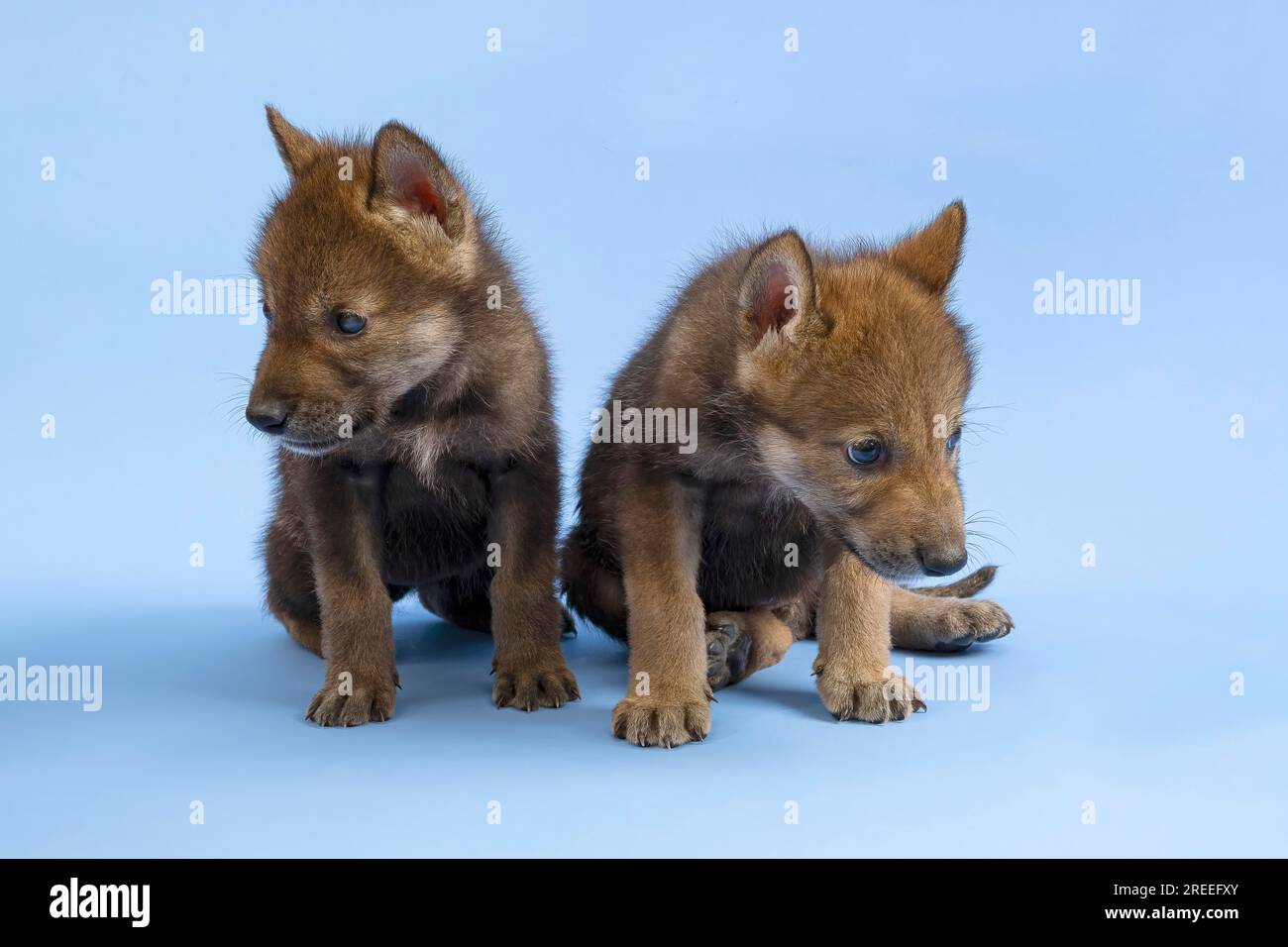 European gray wolf (Canis lupus lupus), siblings relaxing, pup ...