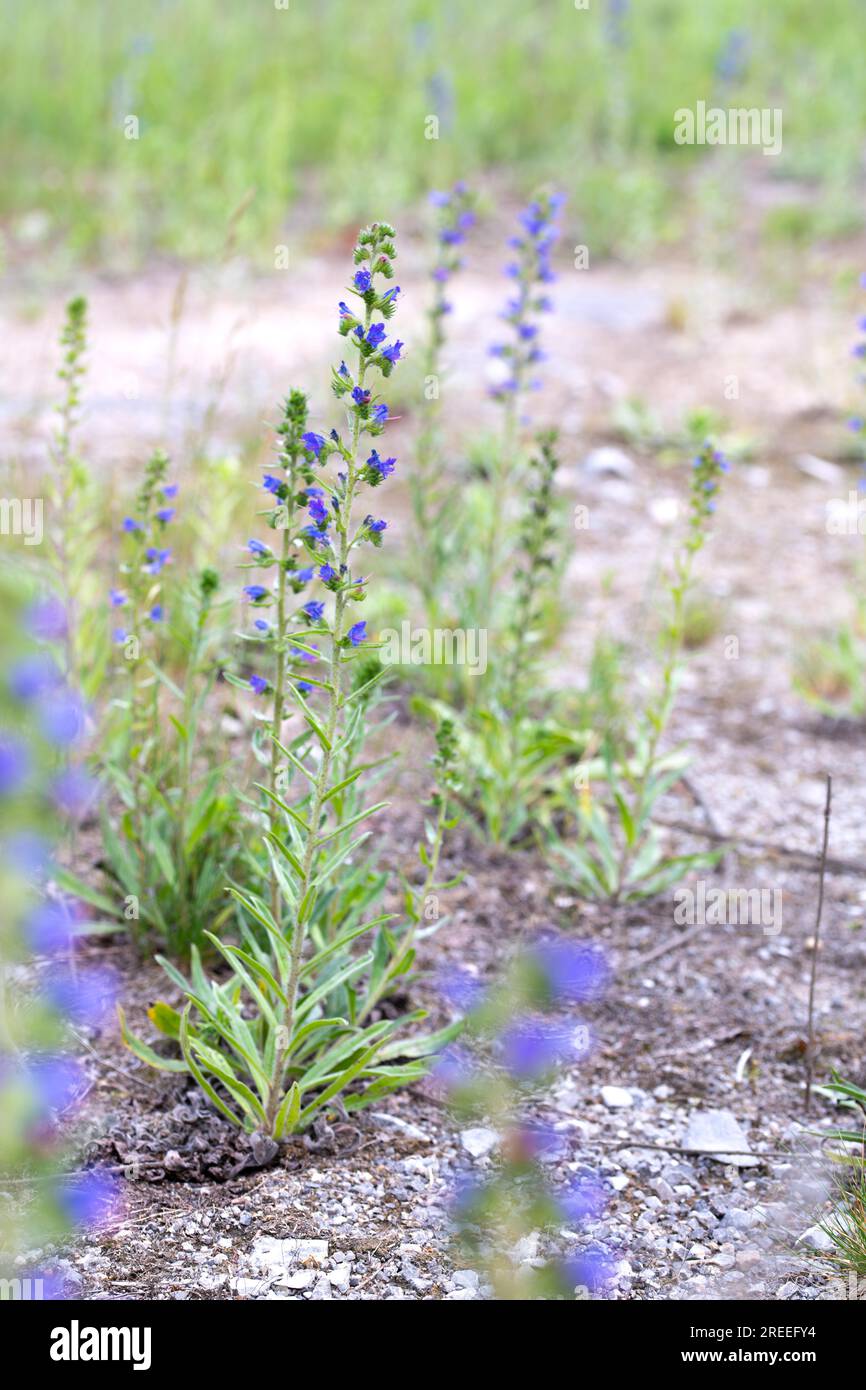 Common viper's bugloss (Echium vulgare), large stand flowering in ...