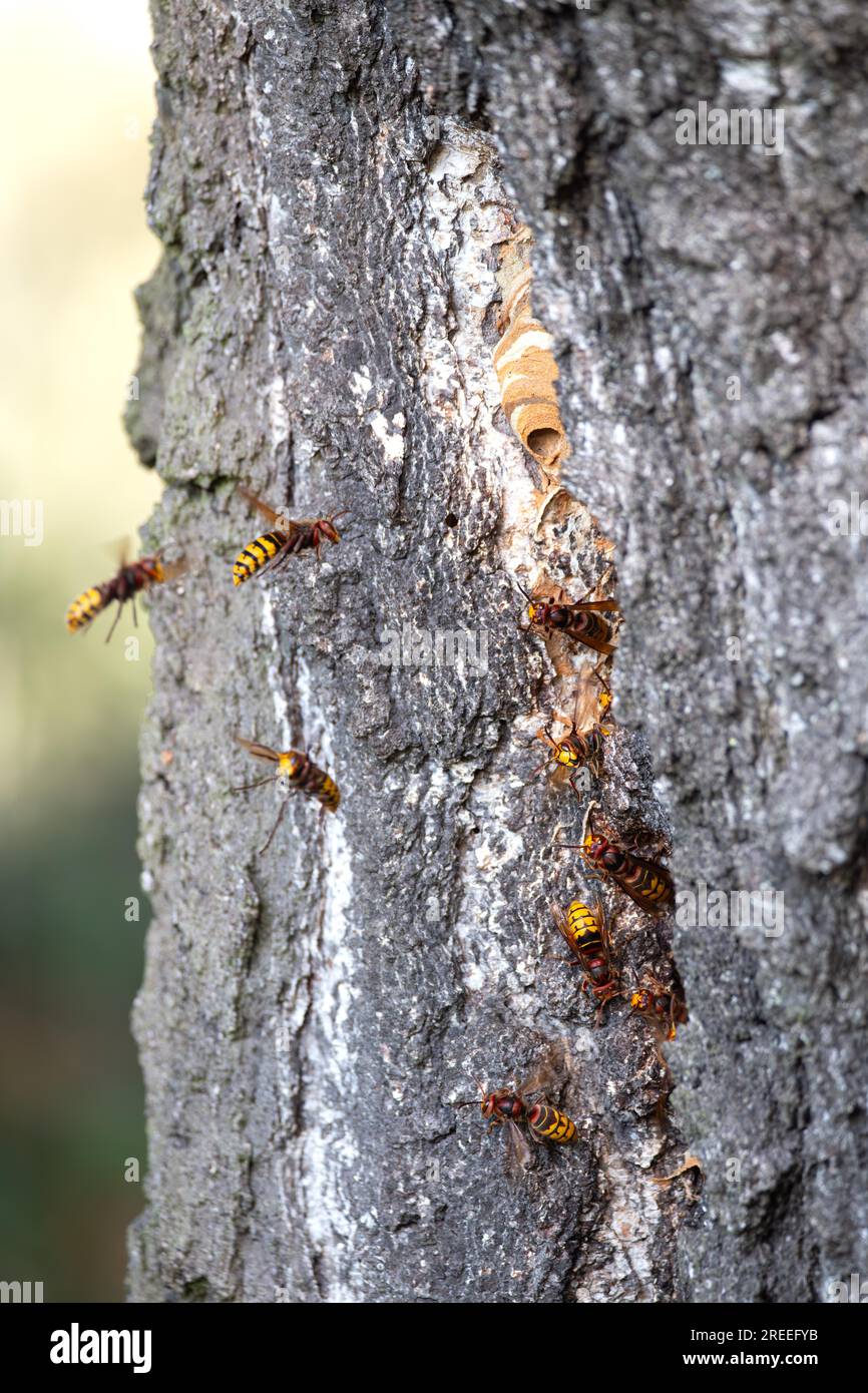 Old wasp nest hi-res stock photography and images - Alamy