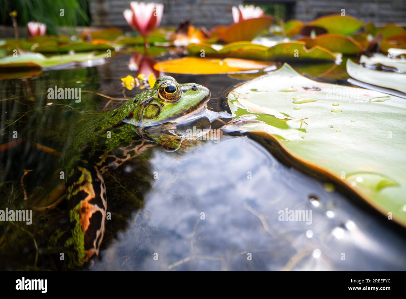 Prey on insects hi-res stock photography and images - Alamy