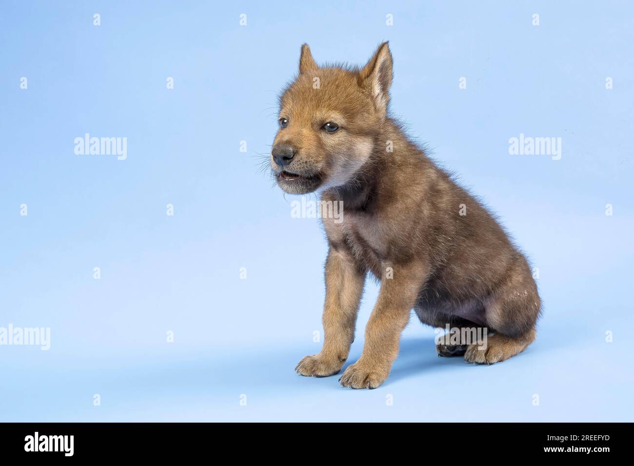 European gray wolf (Canis lupus lupus), sitting, mouth partly open, pup ...