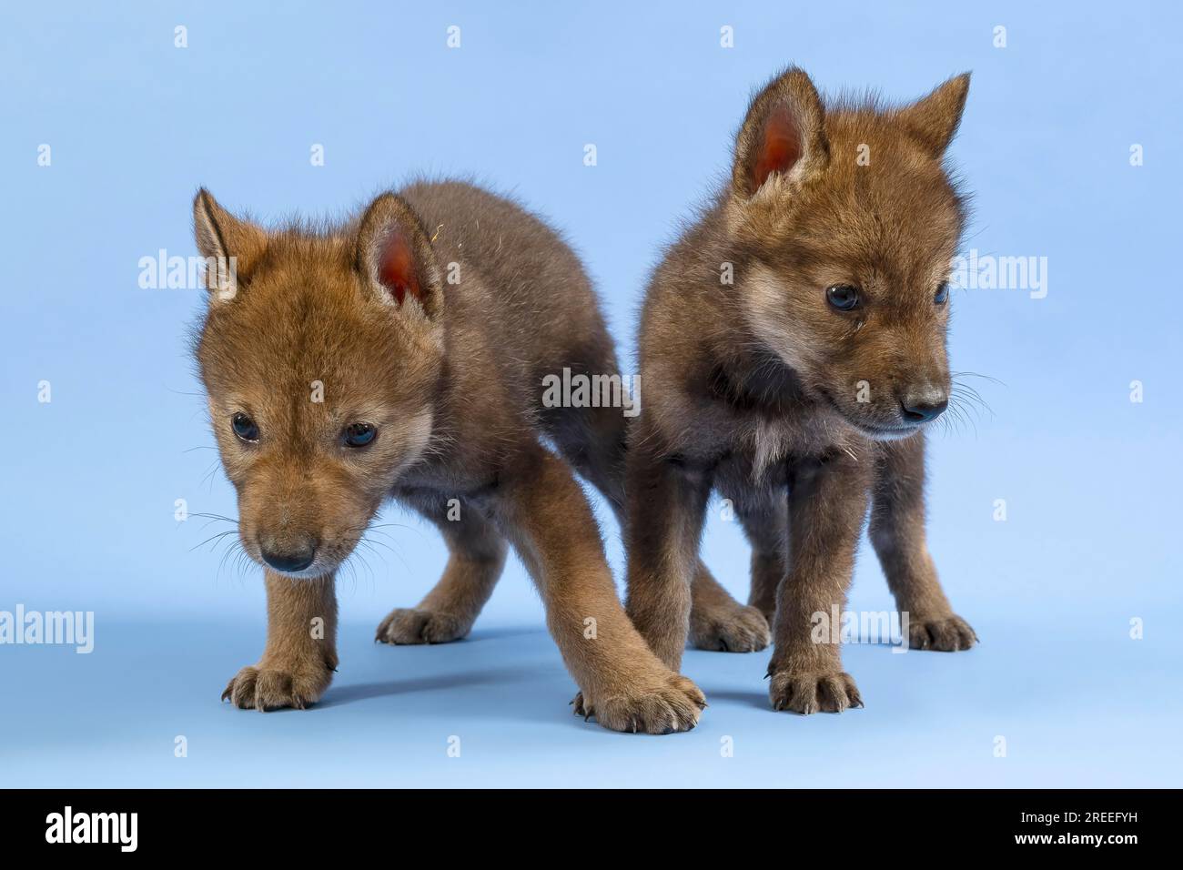 European gray wolf (Canis lupus lupus), siblings together, pup ...