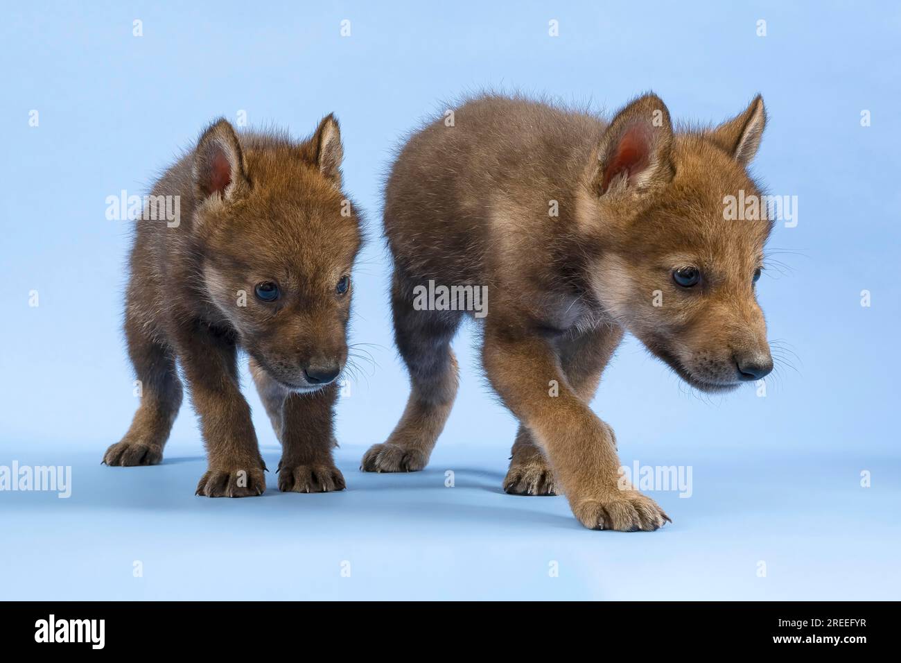European gray wolf (Canis lupus lupus), sibling, curious, pup, juvenile ...