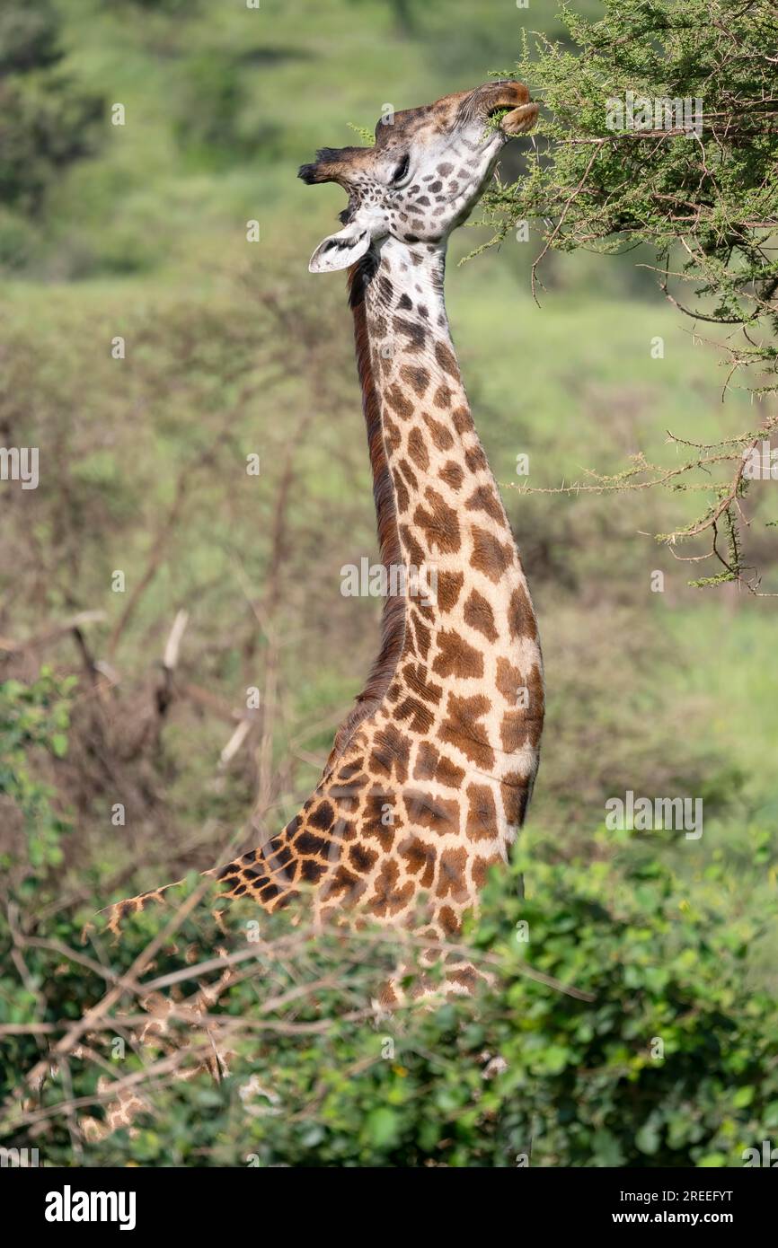 Masai giraffe (Giraffa tippelskirchi), animal portrait, eating from acacia tree, Serengeti ...