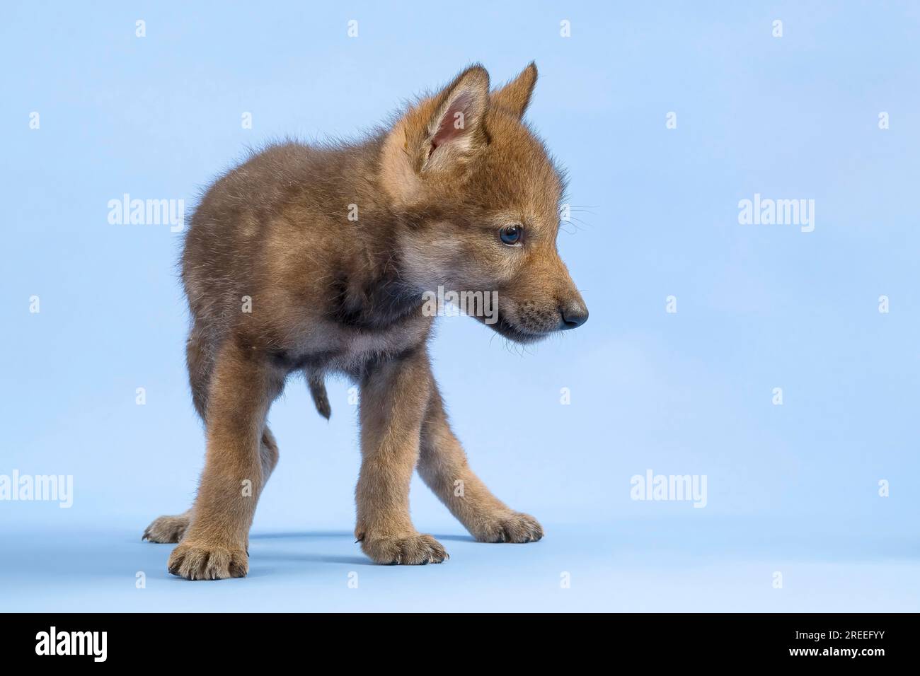 European gray wolf (Canis lupus lupus), turning to the side, pup ...