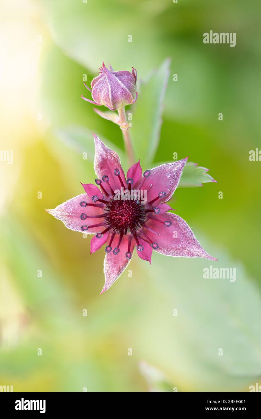 Light purple flower hi-res stock photography and images - Alamy
