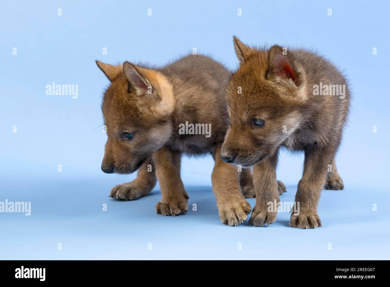 European gray wolf (Canis lupus lupus), siblings looking curiously ...