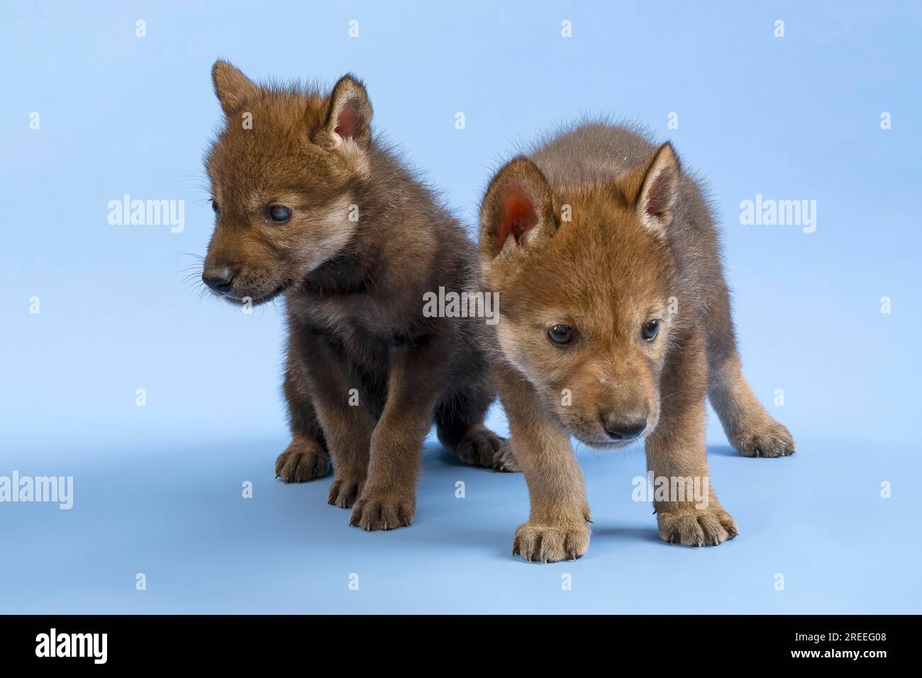 European gray wolf (Canis lupus lupus), sibling, pup, juvenile, captive ...