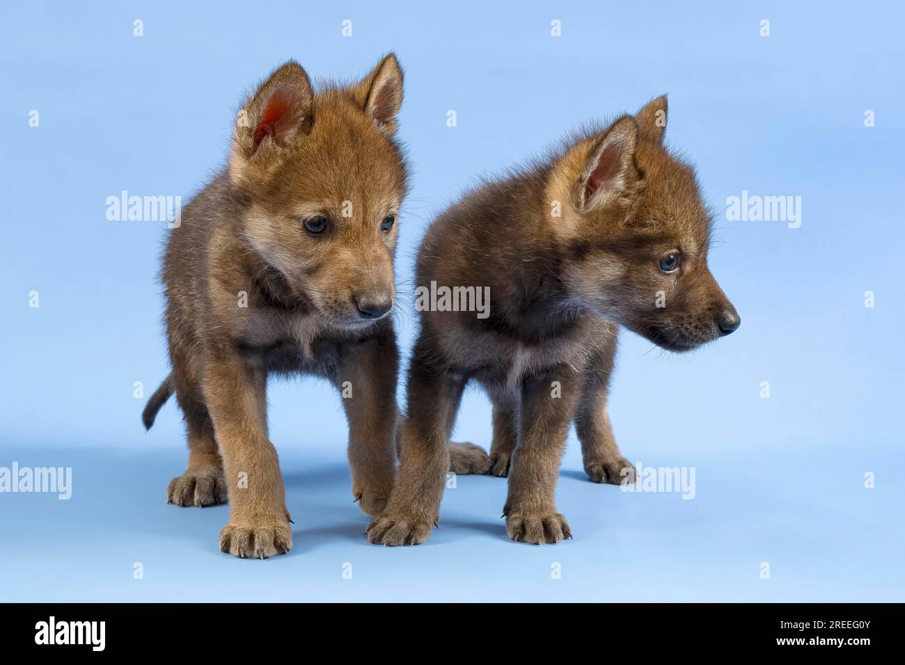 European gray wolf (Canis lupus lupus), sibling, pup, juvenile, captive ...