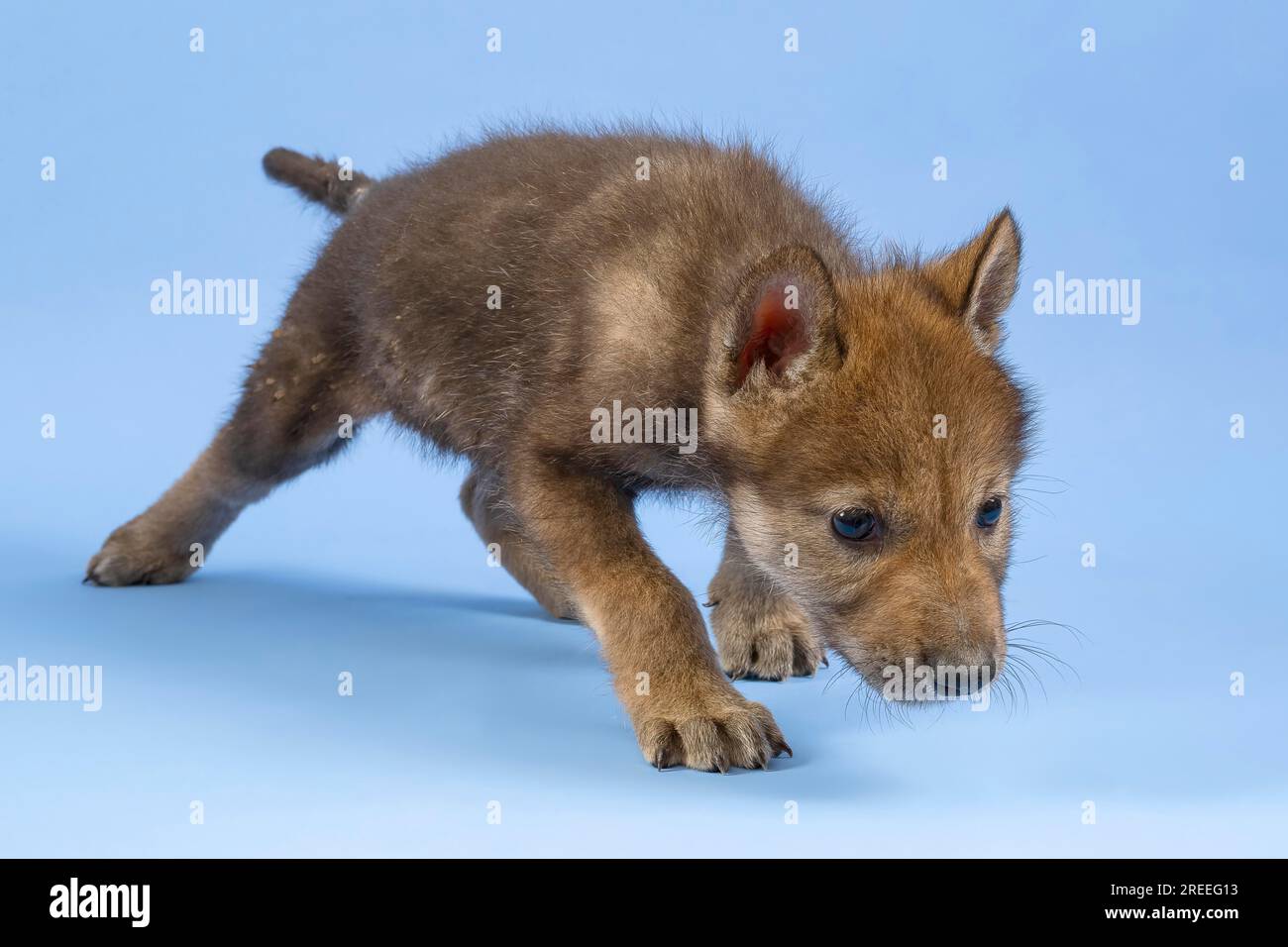European gray wolf (Canis lupus lupus), exploring the environment, pup ...