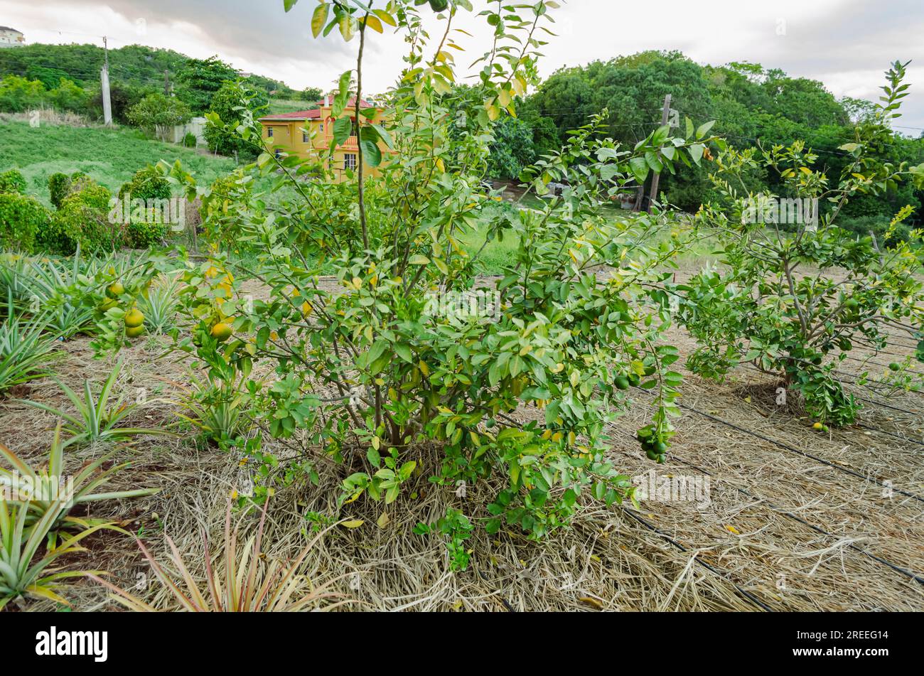 Orange trees houses citrus hi-res stock photography and images - Alamy