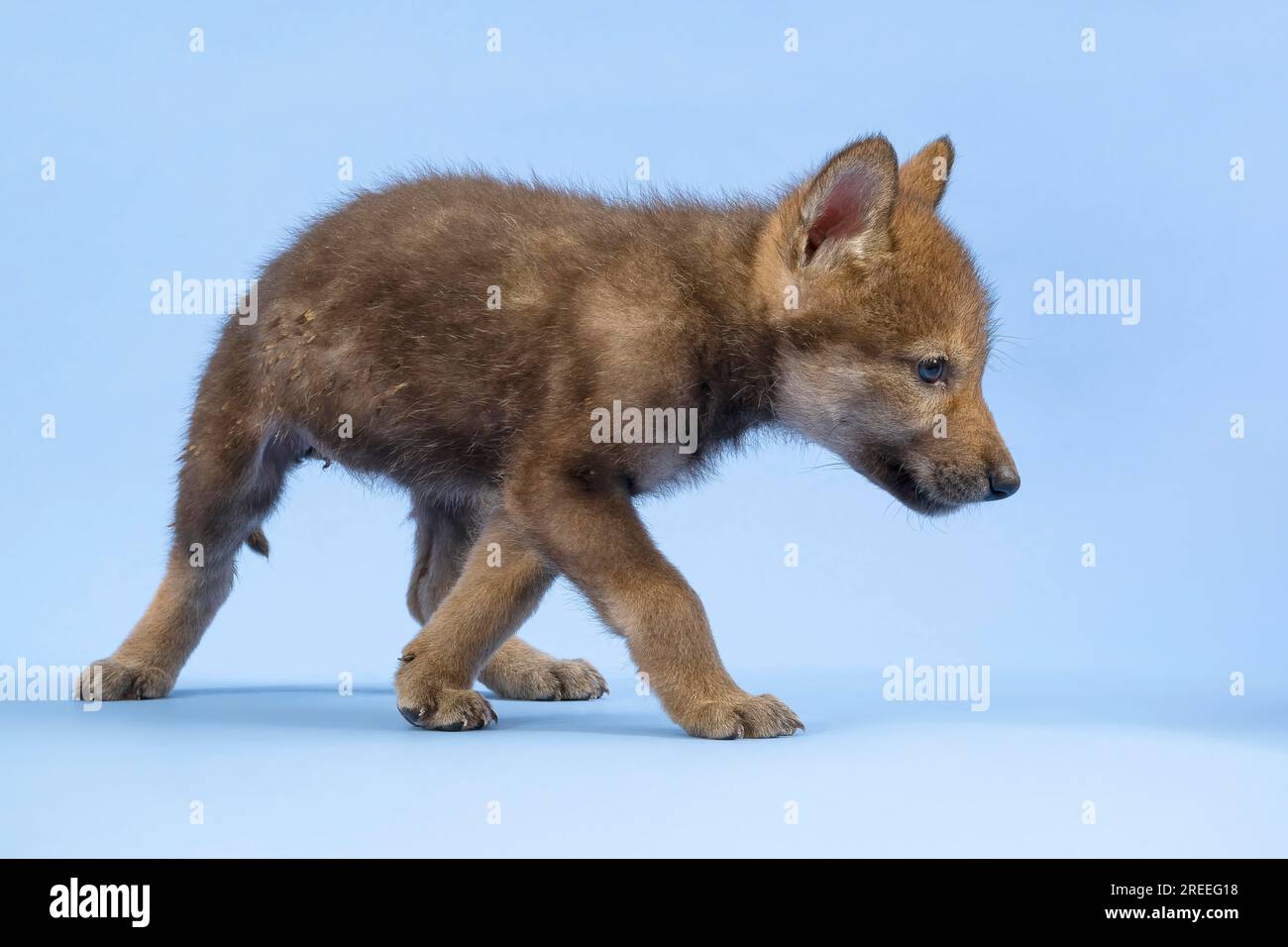 European gray wolf (Canis lupus lupus), wandering to the right, pup ...
