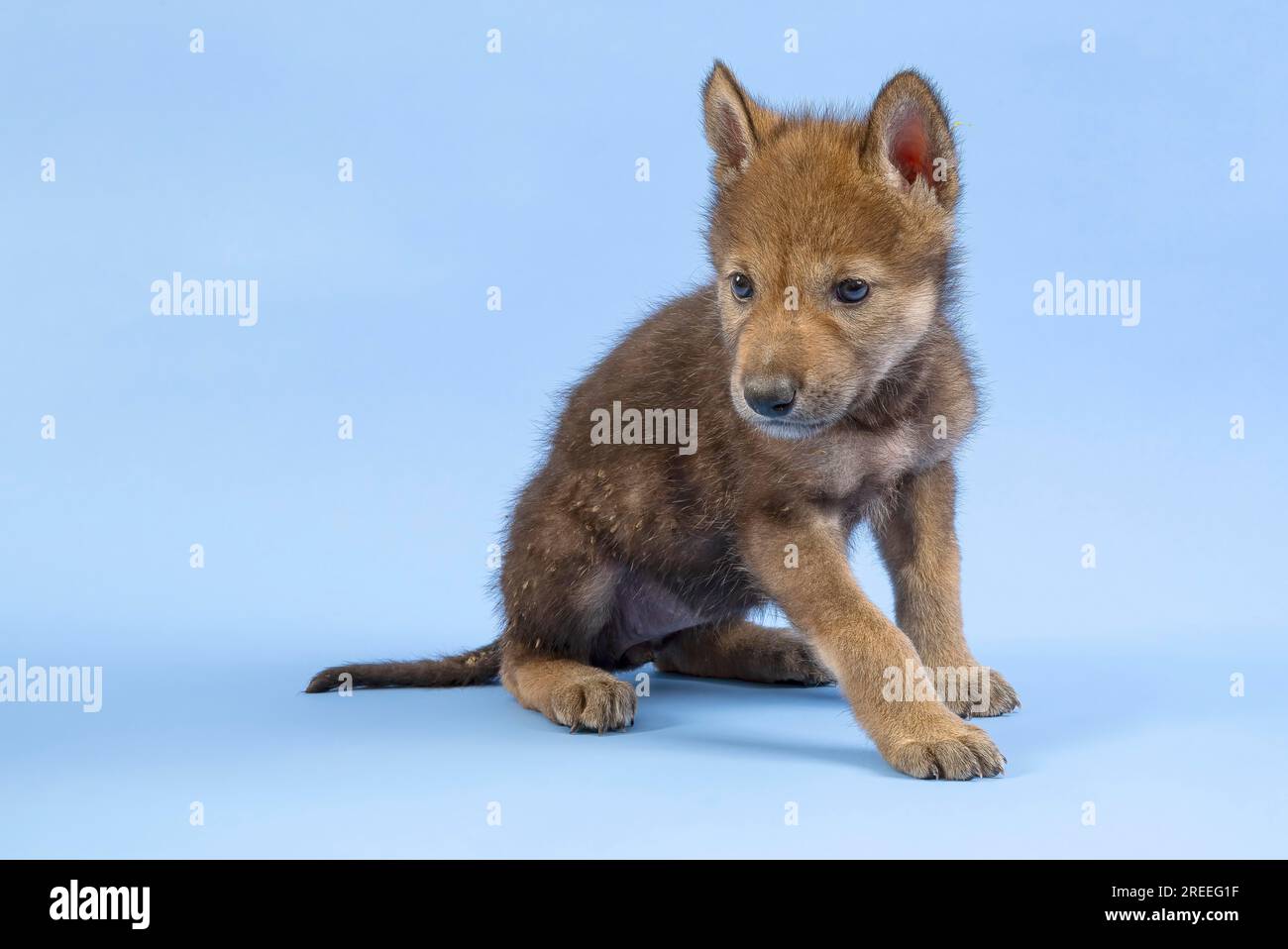 European gray wolf (Canis lupus lupus), looking to the side, sitting ...