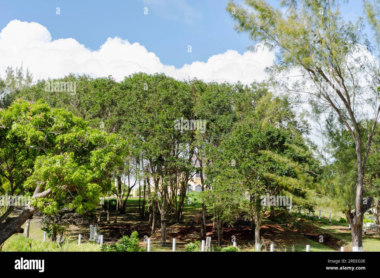 Landscape Of Trees Stock Photo - Alamy