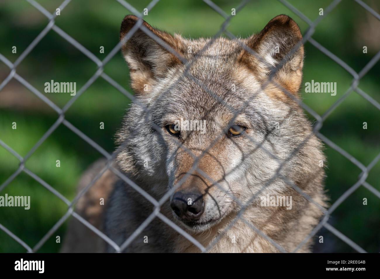Gray wolf (Canis lupus), portrait behind wire mesh, fence, captive ...