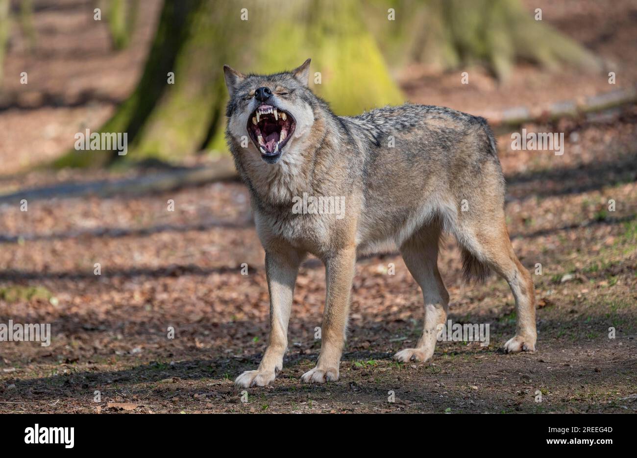 Gray wolf (Canis lupus) yawning, dentition is visible, captive, Germany ...