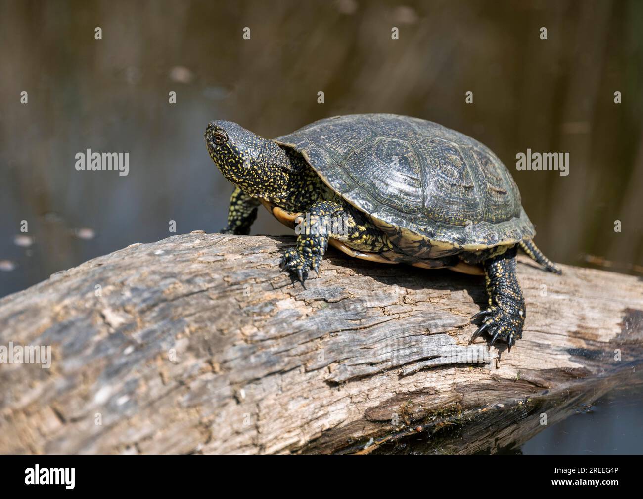 European pond turtle (Emys orbicularis), on a tree trunk, Germany Stock ...
