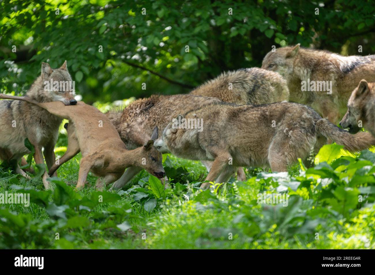 Gray wolf (Canis lupus), wolf pack with prey deer, captive, Germany ...