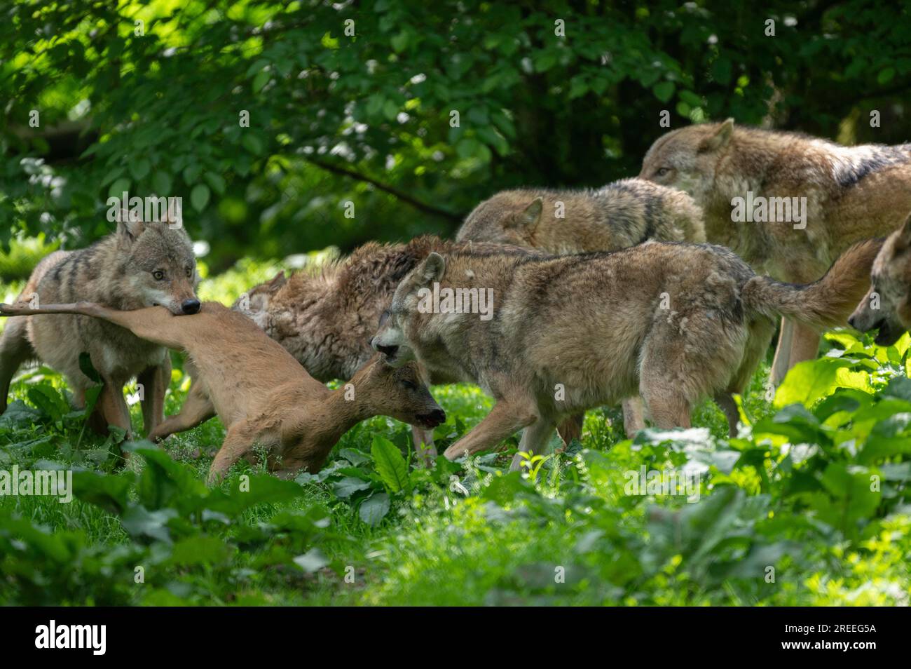 Gray wolf (Canis lupus), wolf pack with prey deer, captive, Germany ...