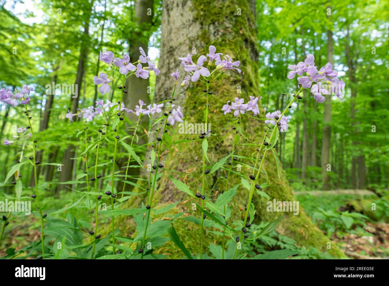 Large-flowered bittercress (Cardamine bulbifera), flowering, Hainich ...