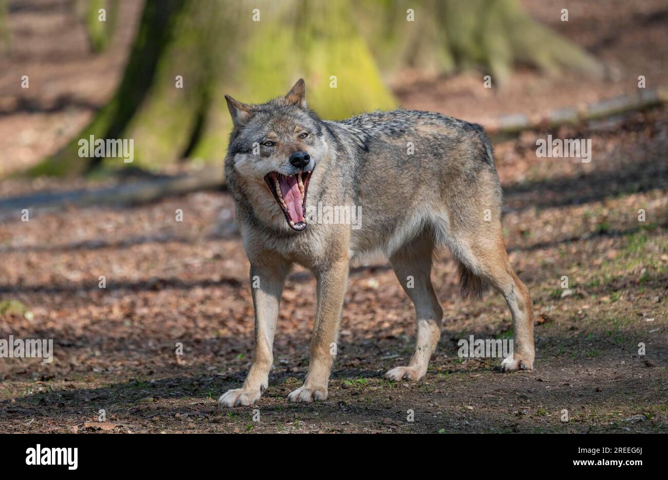 Gray wolf (Canis lupus) yawning, dentition is visible, captive, Germany ...