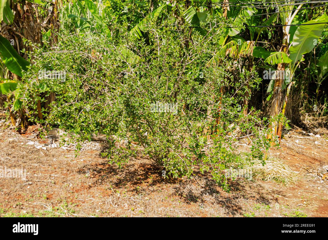 Acerola tree hi-res stock photography and images - Alamy