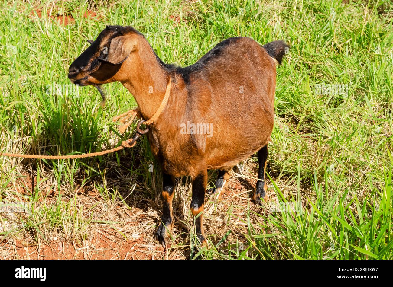 A callar is place around a mother goat's neck wth a roap attached that ...
