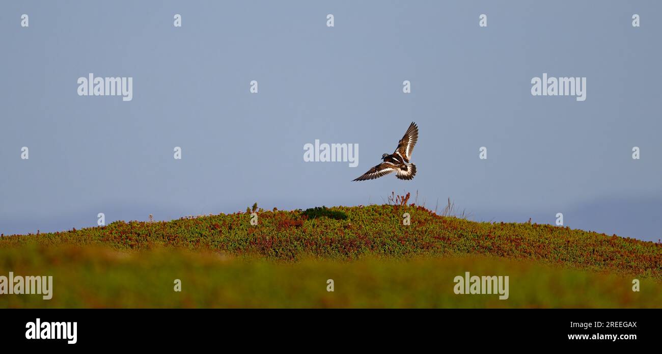 Ruddy turnstone (Arenaria interpres), in flight, with spread wings ...