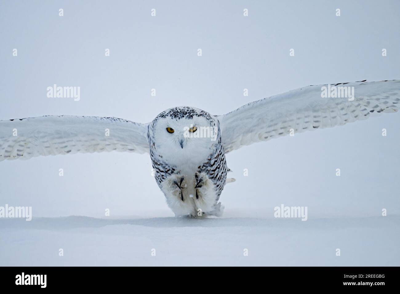 Female snowy owl (Nyctea scandiaca) (syn. Bubo scandiaca) sets down for ...