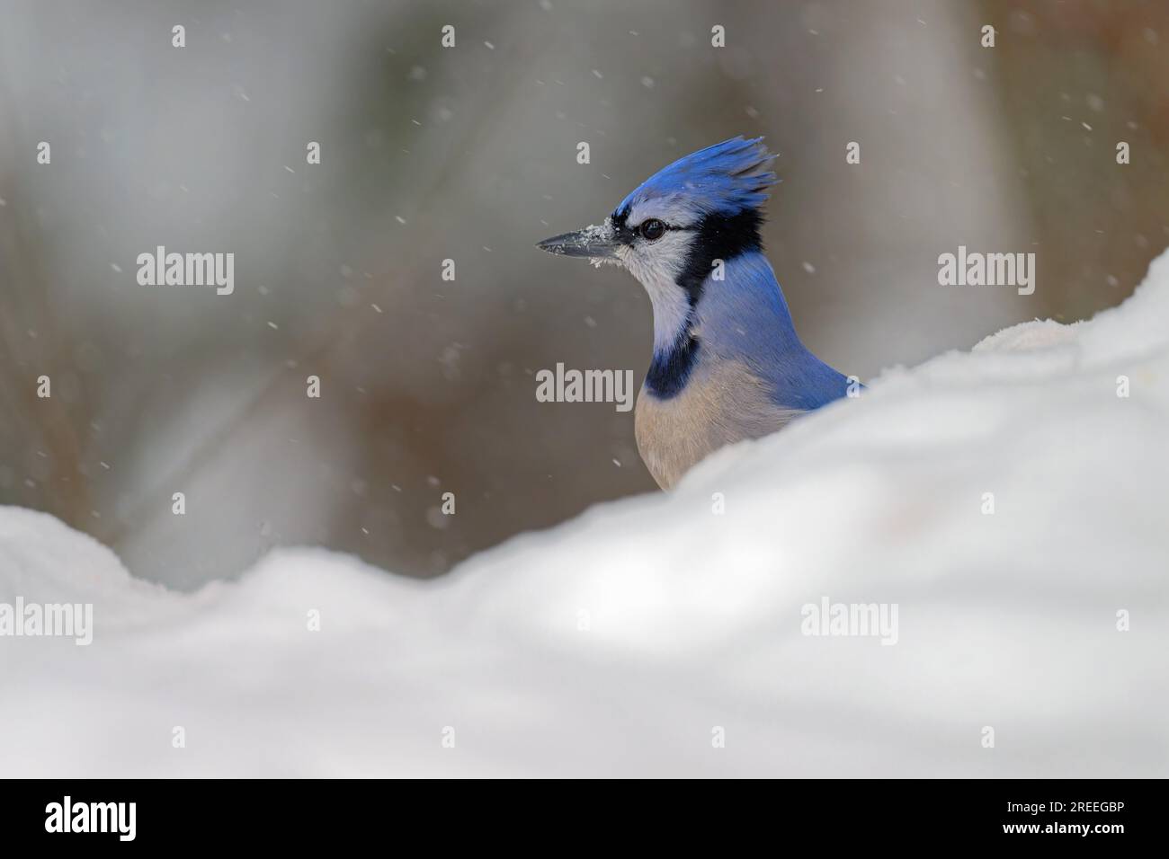Blue Jay (Cyanocitta cristata), head turned to one side, in snow, light ...