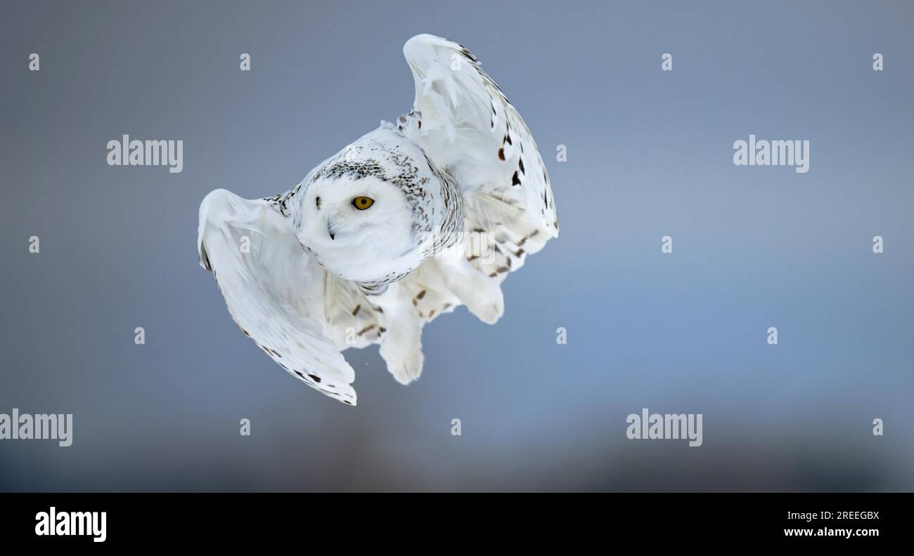 Female snowy owl (Nyctea scandiaca) (syn. Bubo scandiaca) in flight ...