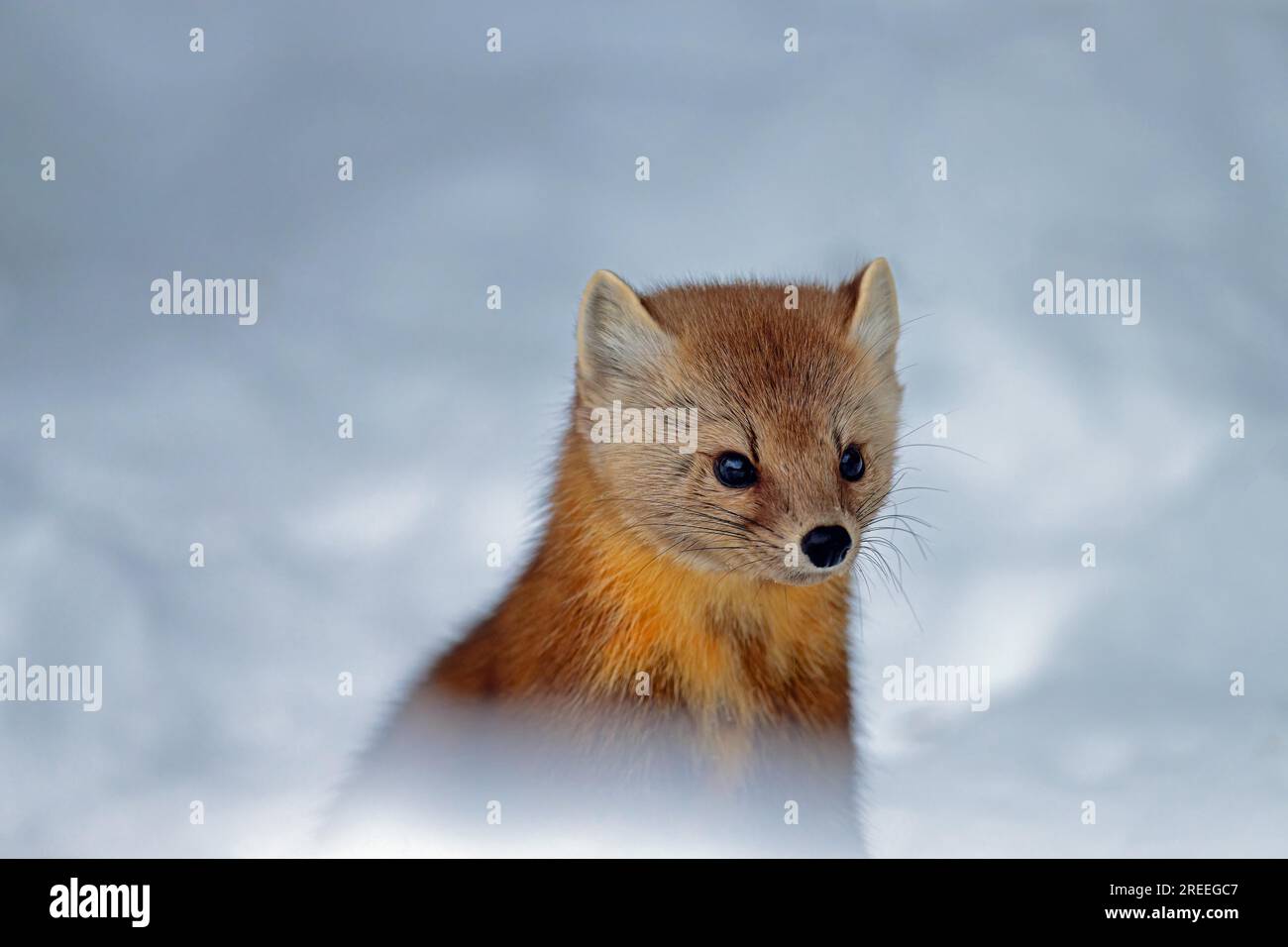 American marten (Martes americana), in the snow, portrait, Ontario ...