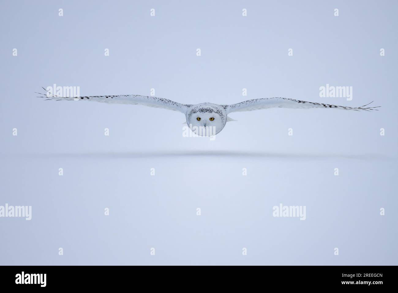 Female snowy owl (Nyctea scandiaca) (syn. Bubo scandiaca) flying low ...