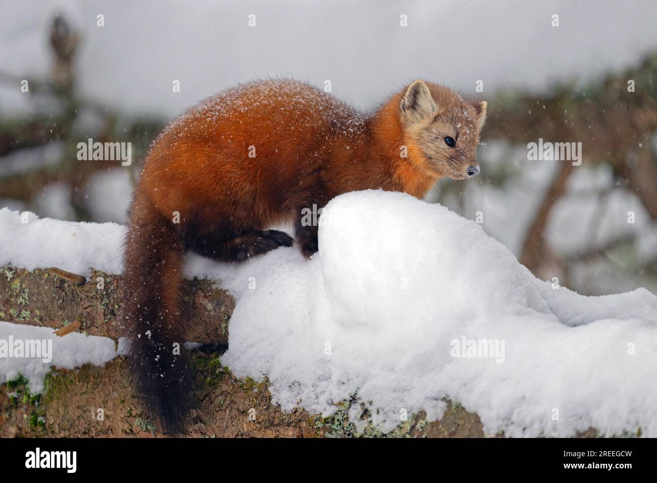 American marten (Martes americana), sitting in the snow on a branch ...