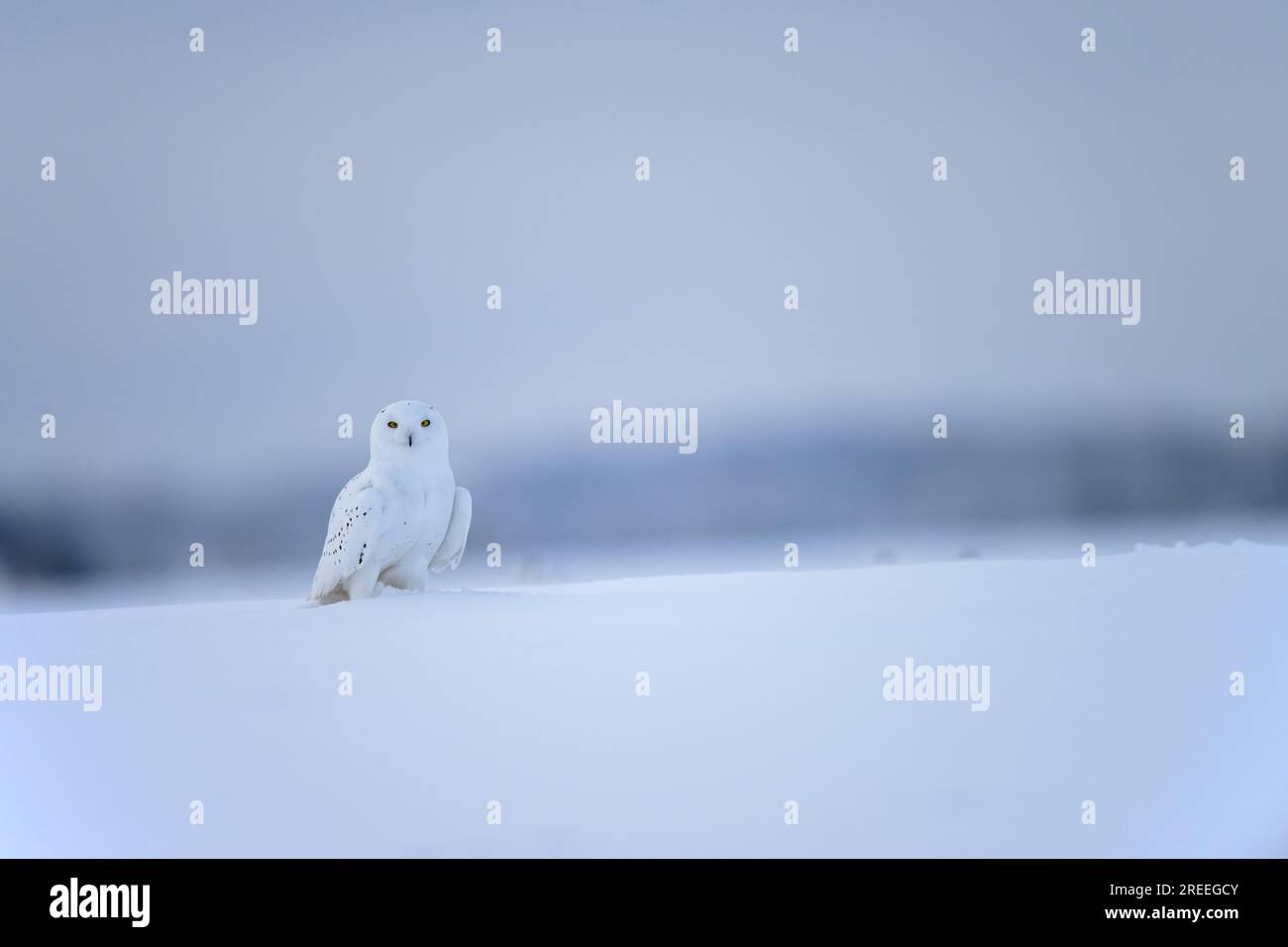 Male Snowy Owl (Nyctea scandiaca) (syn. Bubo scandiaca) sitting on the ...