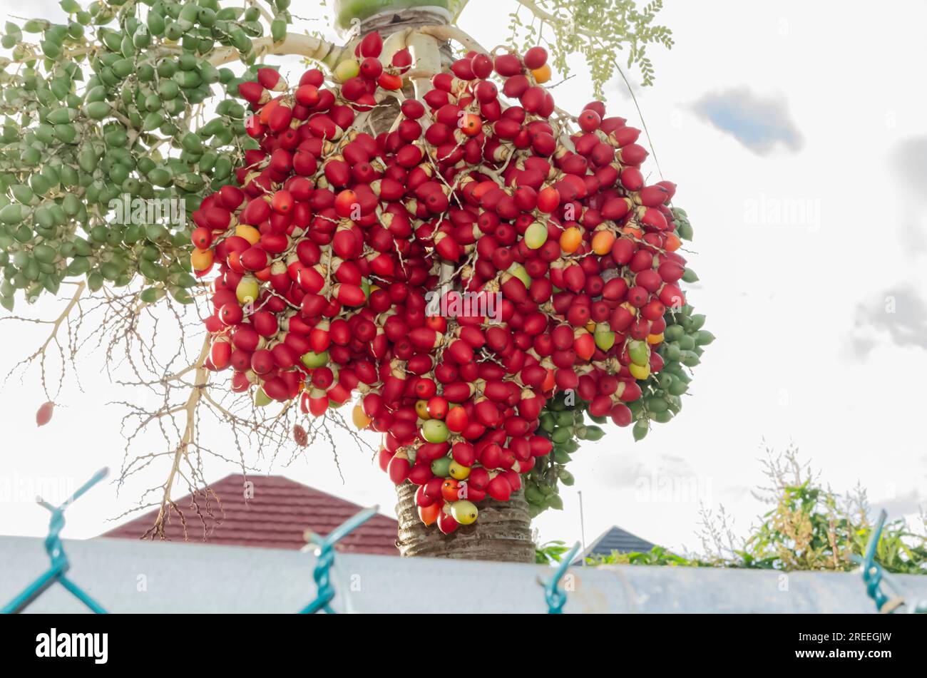 Closeup Of Adonidia Merrillii Palm Fruits Stock Photo - Alamy