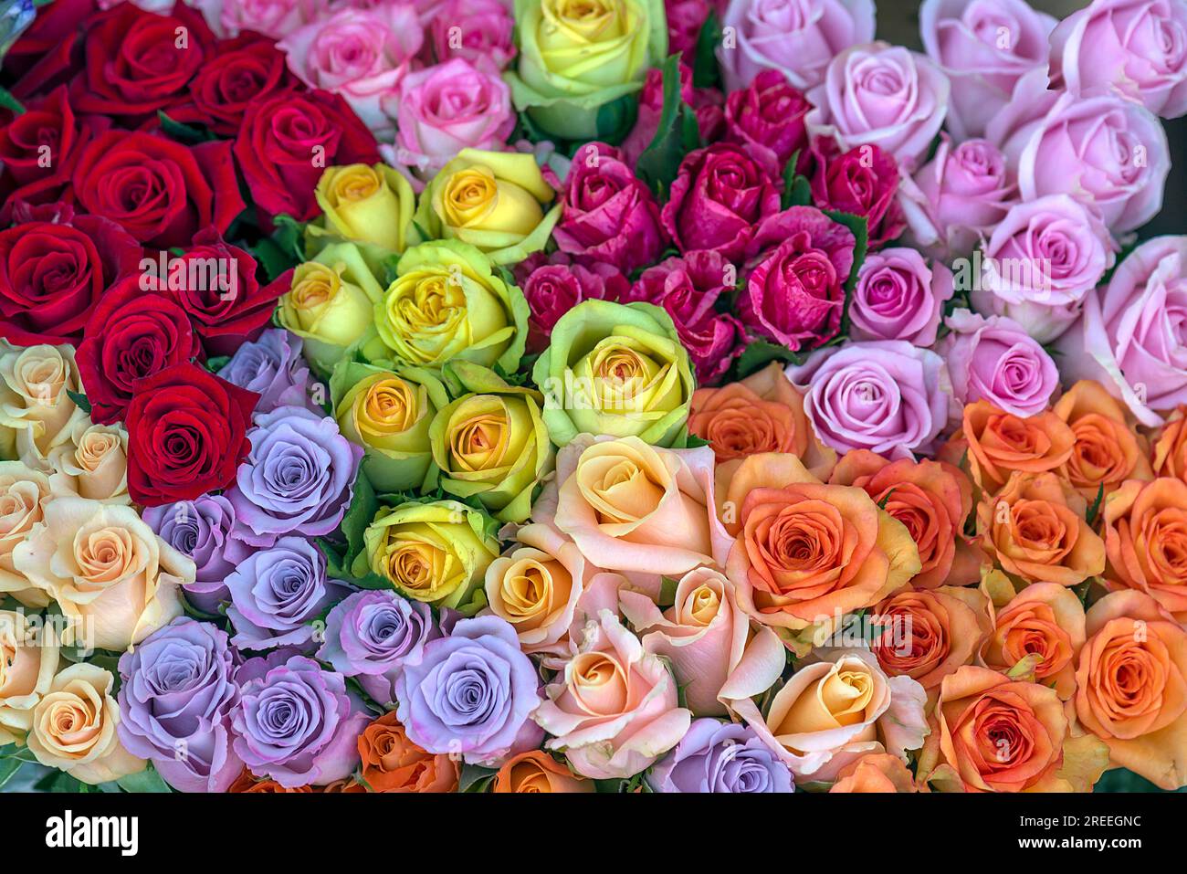 Roses in different colours hi-res stock photography and images - Alamy